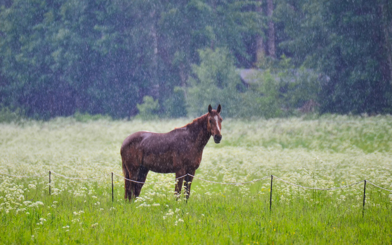 Equine Skin & Rain Rot - Full Circle Equine