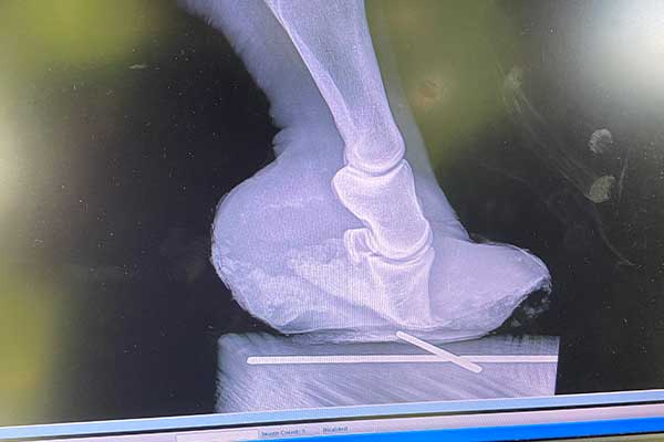 Advanced Imaging Diagnostics - Full Circle Equine Radiography