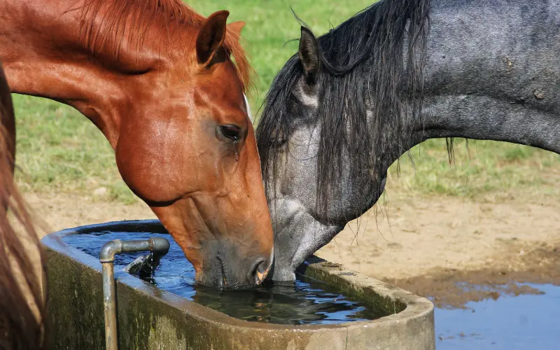 How Much Water Does a Horse Need to Consume Daily? - Full Circle Equine
